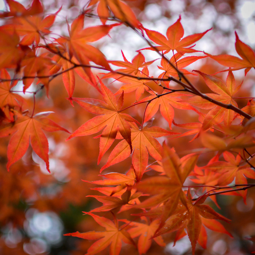 When To Travel To Japan Japan Travel Mate